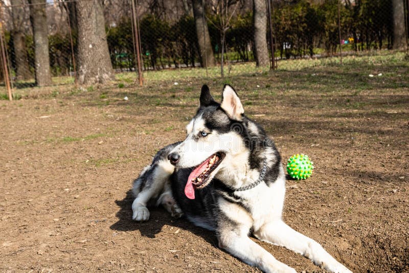 Perro Husky Siberiano Jugando En El Parque Foto de archivo - Imagen de ...