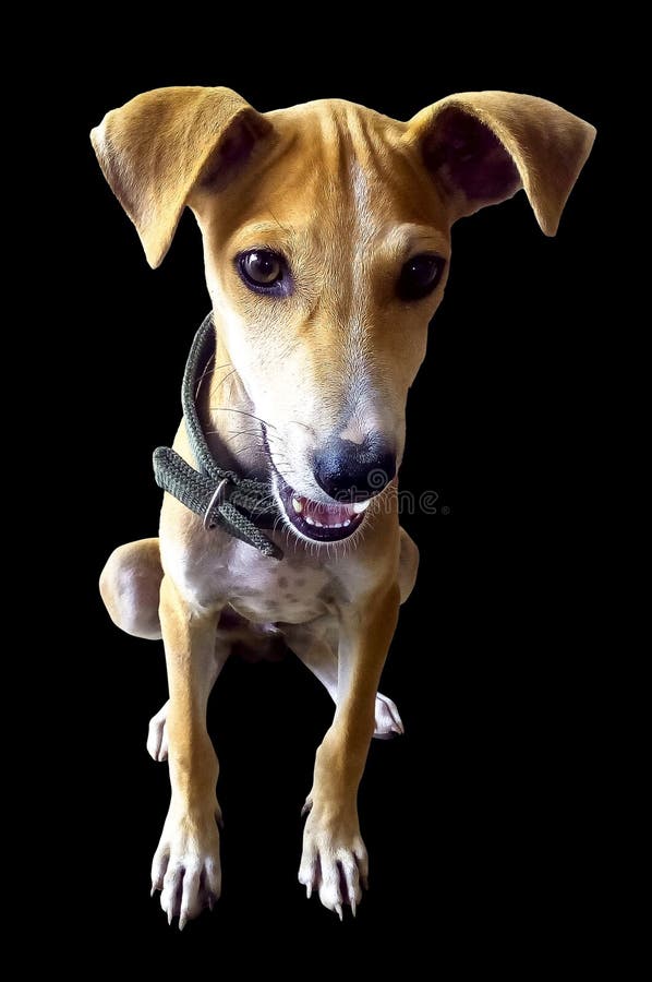 Perro indio imagen de archivo. Imagen de perro, primer - 112329565