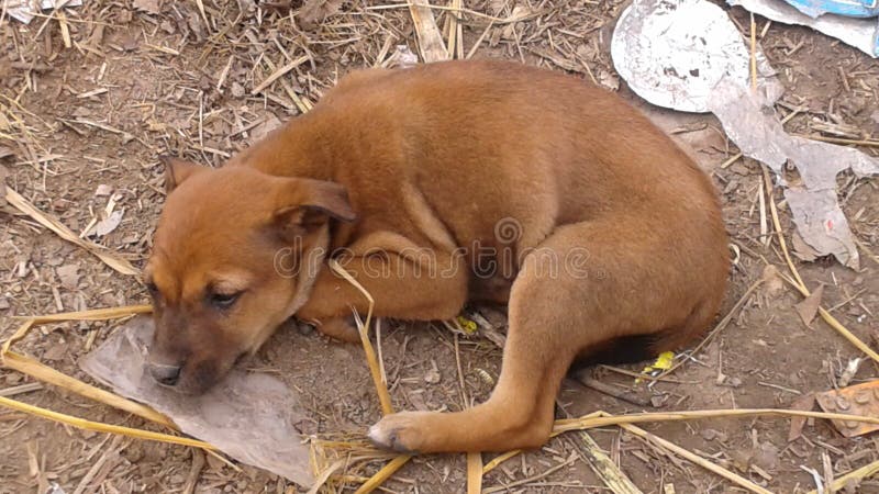 Perro Indio De La Aldea De Uttar Pradesh Imagen de archivo - Imagen de ...