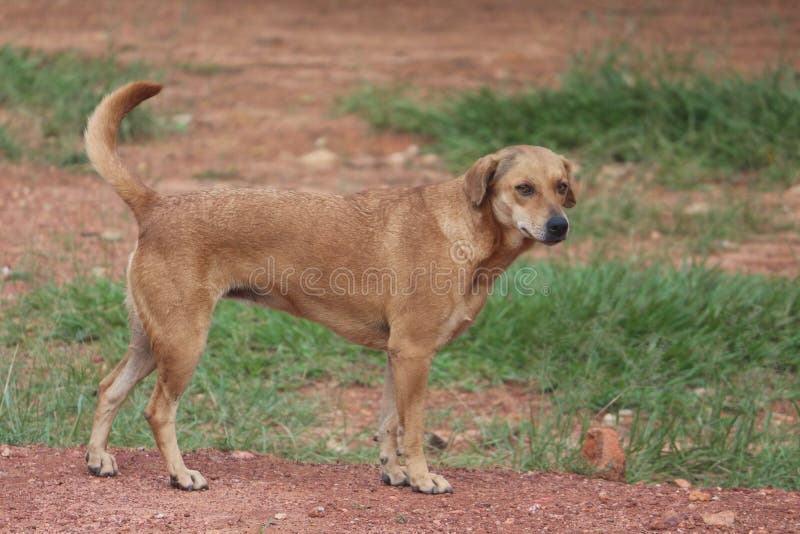 Perro Indio De La Calle En El Parque Foto de archivo - Imagen de ...