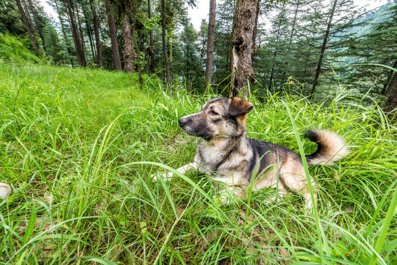 Perro Indio En Un Perro Del Bosque Que Camina Al Aire Libre En Un ...