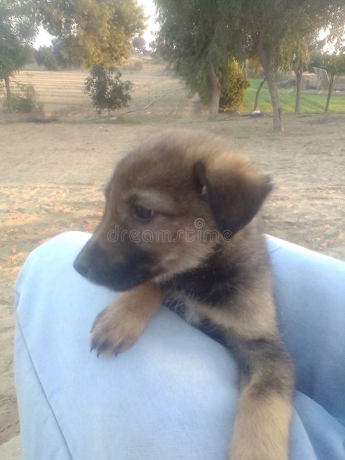 Perro indio foto de archivo. Imagen de indio, india - 169483554