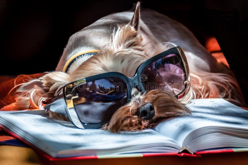 Perro intelectual imagen de archivo. Imagen de sometimes - 130656315