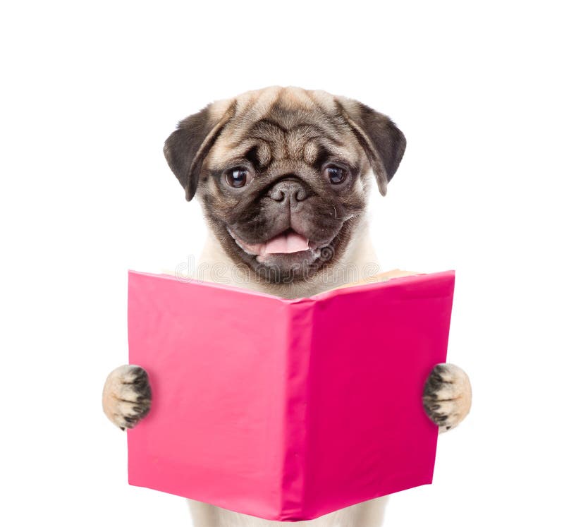 Perro Inteligente Leyendo Un Libro Aislado Sobre Fondo Blanco Foto de ...