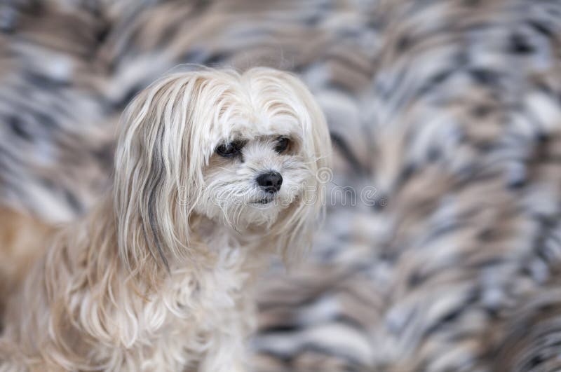 Perro joven color nata foto de archivo. Imagen de ojos - 118426310