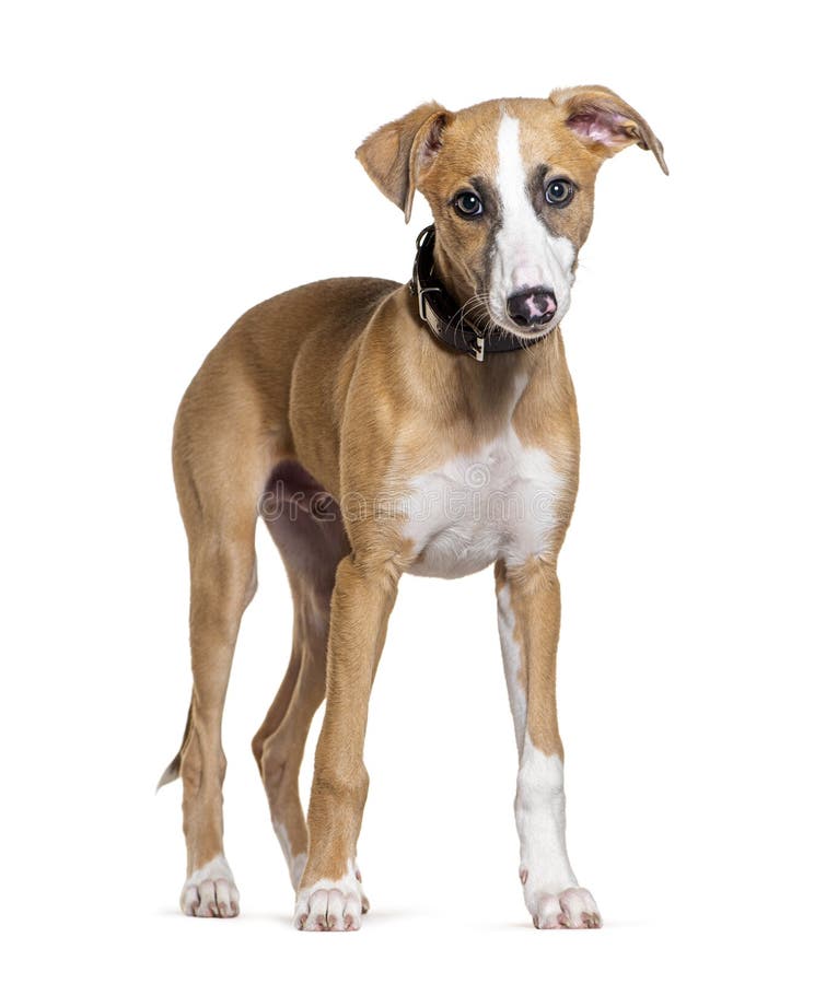Perro Joven Con Cola Aislada En Blanco Foto de archivo - Imagen de ...