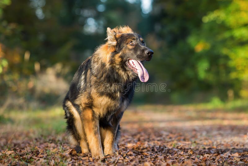 Perro Joven Sumiso Que Se Sienta En El Bosque Foto de archivo - Imagen ...