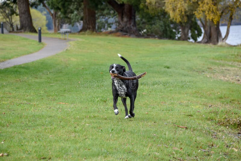Perro Jugando Con Un Palo En El Pasto Foto de archivo - Imagen de perro ...