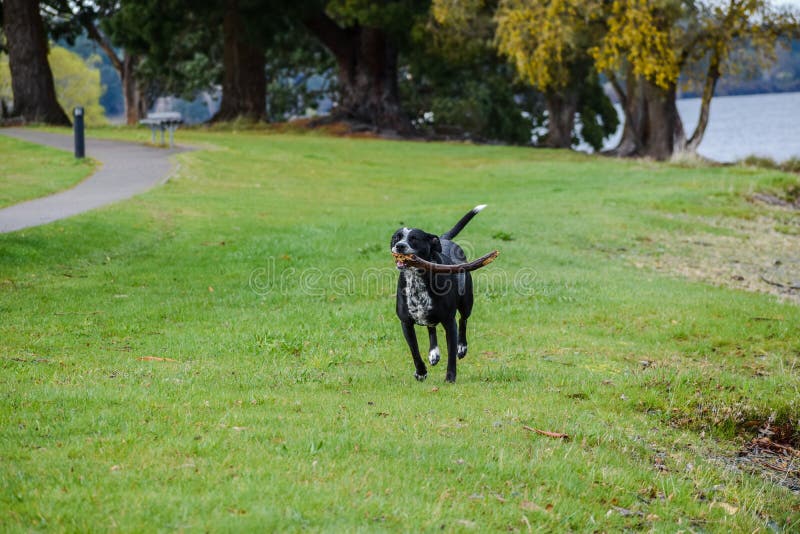 Perro Jugando Con Un Palo En El Pasto Imagen de archivo - Imagen de ...