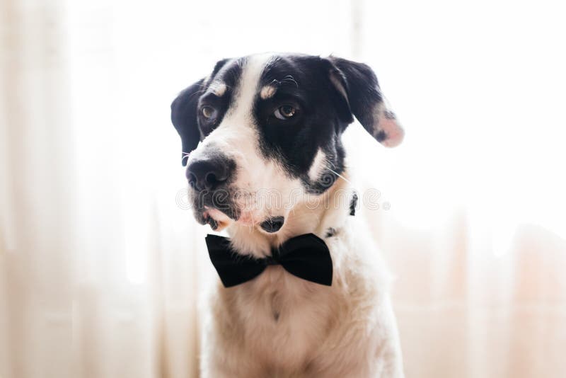 Perro Labrador Con Corbata De Arco Negro. Concepto De Mejor Amigo ...