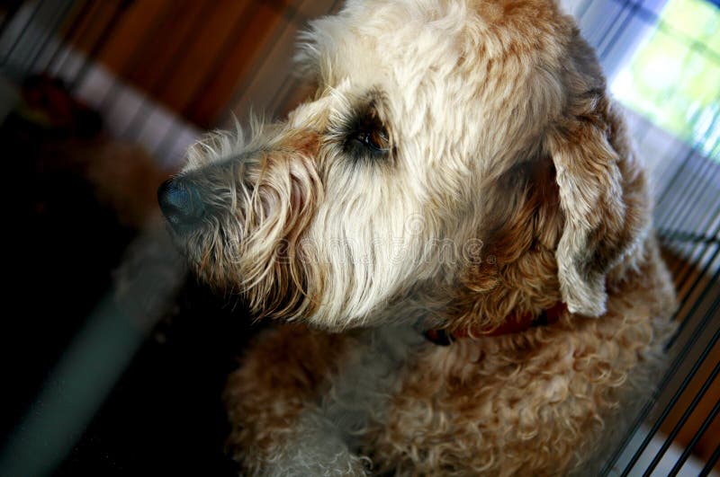 629 Perro Lanudo Lindo Fotos de stock - Fotos libres de regalías de ...