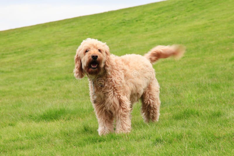 Perro lanudo imagen de archivo. Imagen de anticipación - 10441315