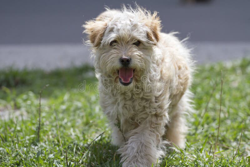 Perro lanudo lindo imagen de archivo. Imagen de canino - 2528439