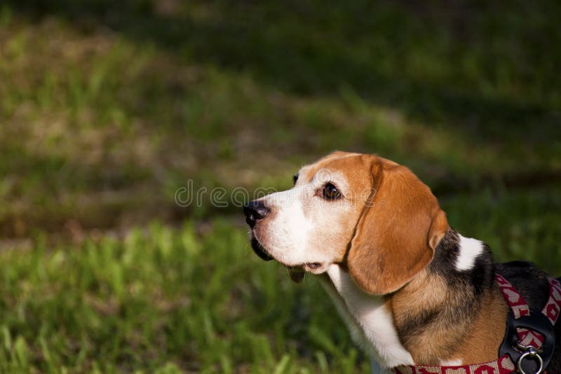 Perro lindo imagen de archivo. Imagen de verde, animal - 21140327