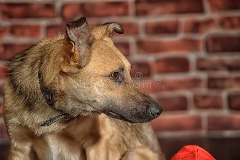 Perro lindo asustado imagen de archivo. Imagen de aislado - 182047015