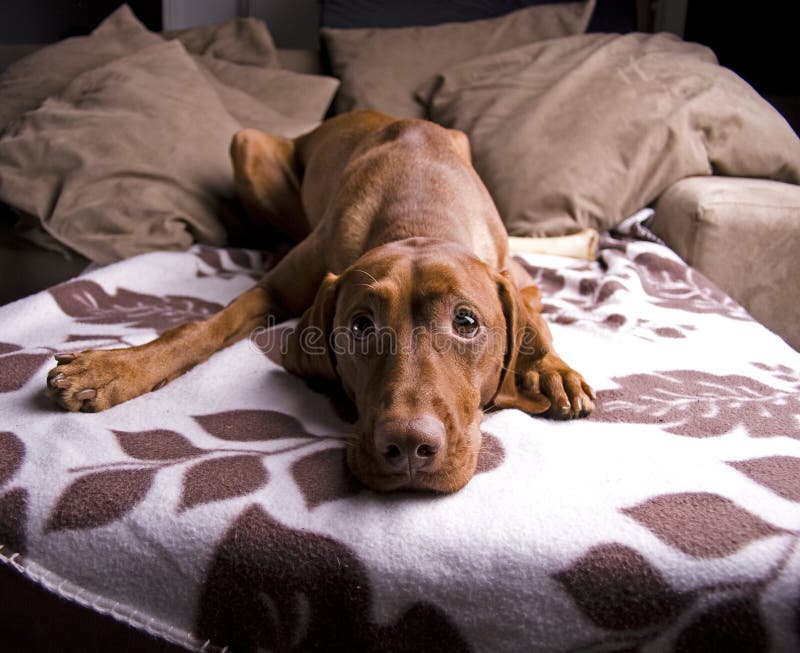 Perrito Lindo Cansado En La Almohadilla. Foto de archivo - Imagen de ...