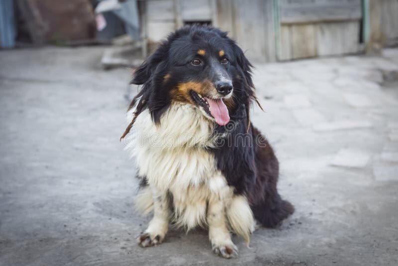 Perro Lindo Con Boca Abierta. Animales Sin Hogar Foto de archivo ...
