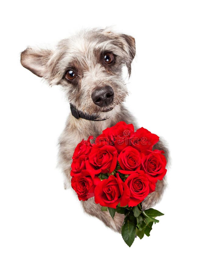 Perro Lindo Con Docena Rosas Rojas Imagen de archivo - Imagen de lleve ...