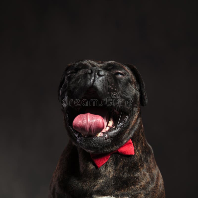 Perro Lindo Del Boxeador Que Bosteza Imagen de archivo - Imagen de ...