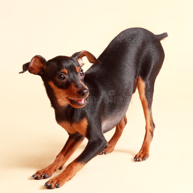 Perro lindo del pinscher imagen de archivo. Imagen de caballero - 12809167