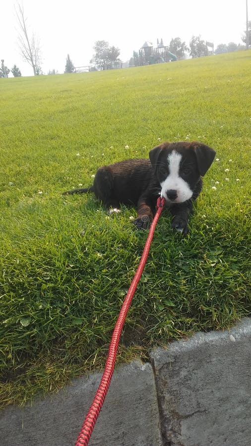 Perro lindo Dexter foto de archivo. Imagen de hierba - 122185668