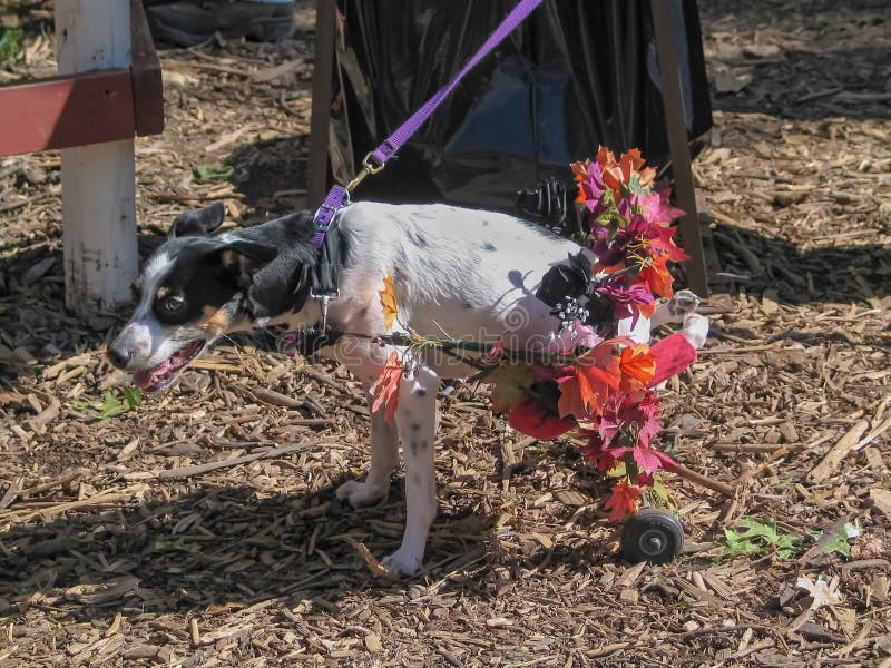 Perro Lisiado Con Silla De Ruedas Doggie Decorado Con Flores Imagen de ...