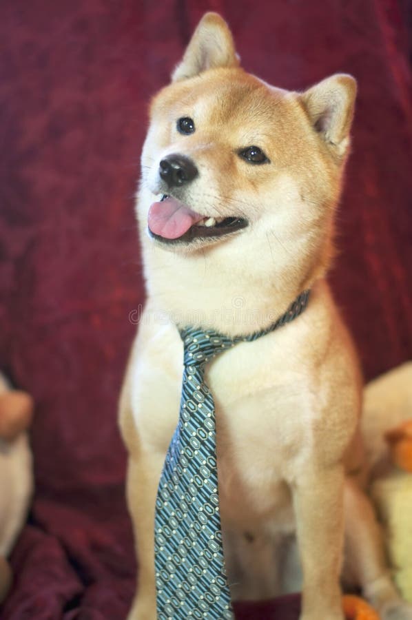 Perro listo imagen de archivo. Imagen de lindo, lazo - 26346565