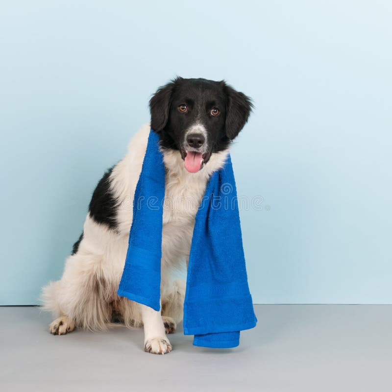 Perro Listo Para El Club De Salud Foto de archivo - Imagen de listo ...