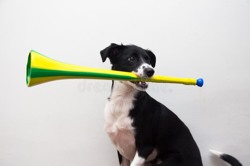 Perro Listo Para El Mundial Imagen de archivo - Imagen de animales ...