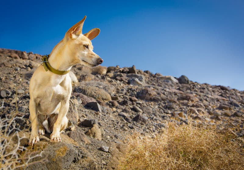 Perro Listo Para Ir Para Un Paseo Foto de archivo - Imagen de observar ...