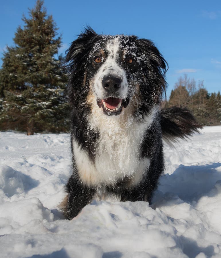 Perro listo para jugar foto de archivo. Imagen de feliz - 138069986
