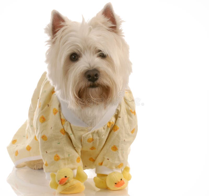 Perrito listo para la cama foto de archivo. Imagen de humanice - 106349300