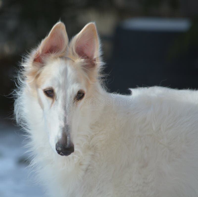 Perro Lobo De Eussian Del Galgo Ruso Imagen de archivo - Imagen de ...