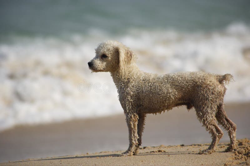 Perro Loco Imagen. Imagen: 3236431