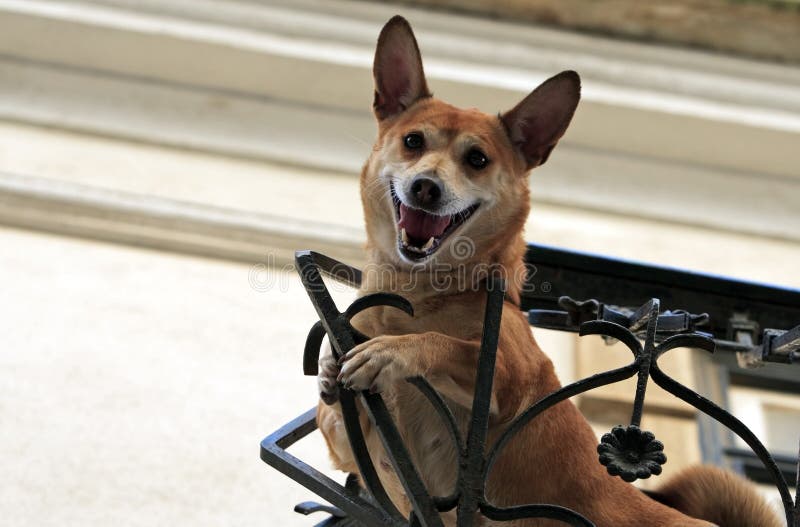 Perro Loco Imagen. Imagen: 954545