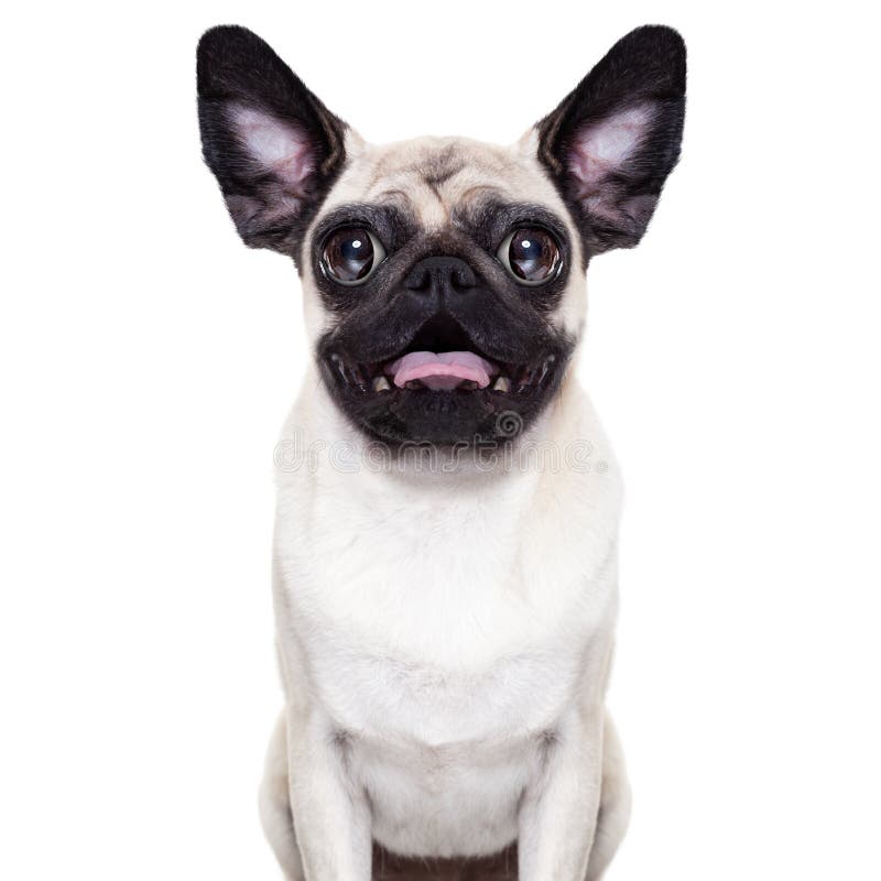 Perro loco sorprendido foto de archivo. Imagen de mudo - 43833714
