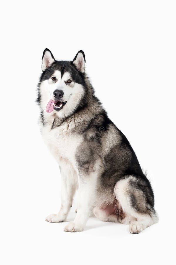 Perro Malamute De Alaska En El Fondo Blanco Foto de archivo - Imagen de ...