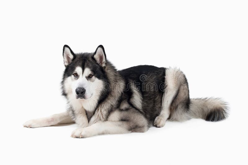 Perro Malamute De Alaska En El Fondo Blanco Foto de archivo - Imagen de ...