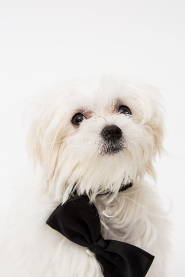 Perro Maltés Blanco Y Negro Fotos De Stock - Descarga 874 Fotos Libres ...