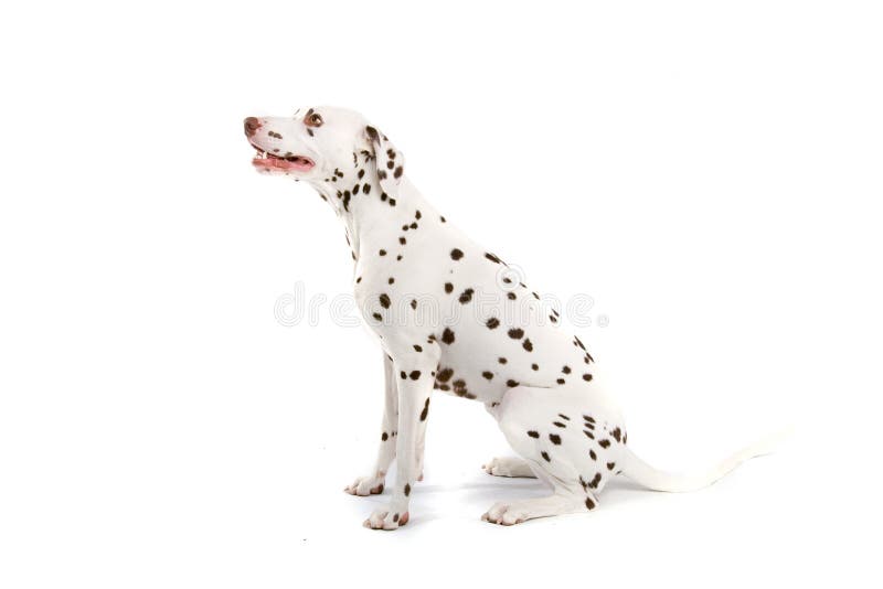Perro manchado imagen de archivo. Imagen de perezoso, puntos - 2865885