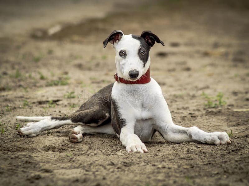 Perro Manchado Blanco Y Negro En La Tierra Imagen de archivo - Imagen ...