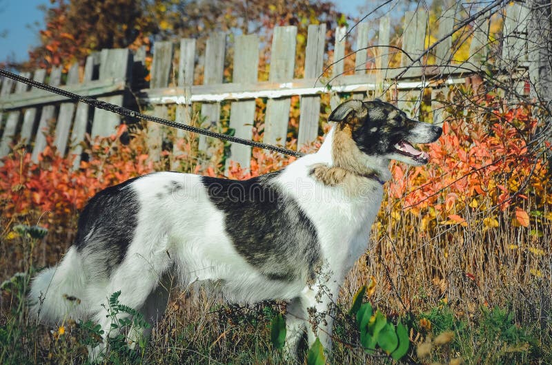 Perro Manchado Lanudo Grande Imagen de archivo - Imagen de negro, casta ...