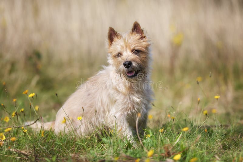 Perro Marrón Claro De Terrier De Mojón Foto de archivo - Imagen de ...
