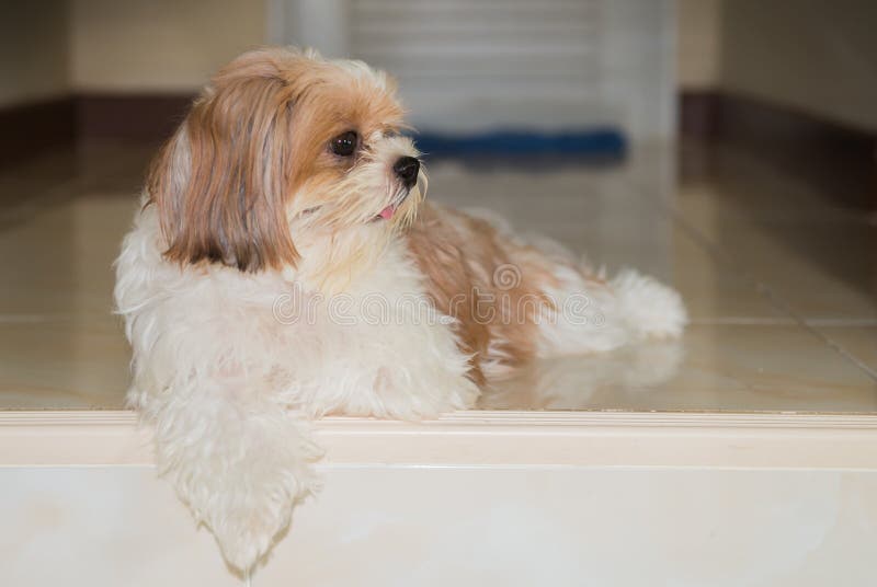 Perro Marrón Lindo De Shih-Tzu Foto de archivo - Imagen de purebred ...