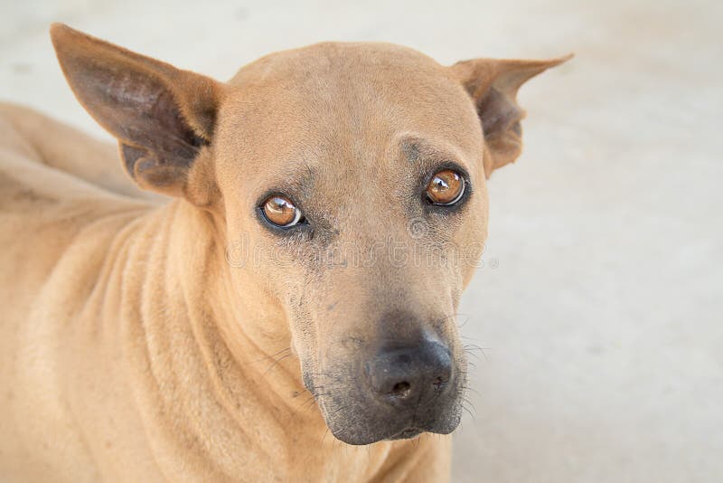 Herramientas Primitivas Tailandesas De La Caza Foto de archivo - Imagen ...