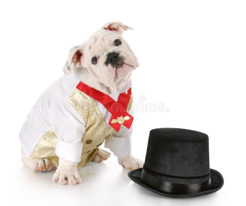 Perro formal imagen de archivo. Imagen de adorable, divertido - 38794067