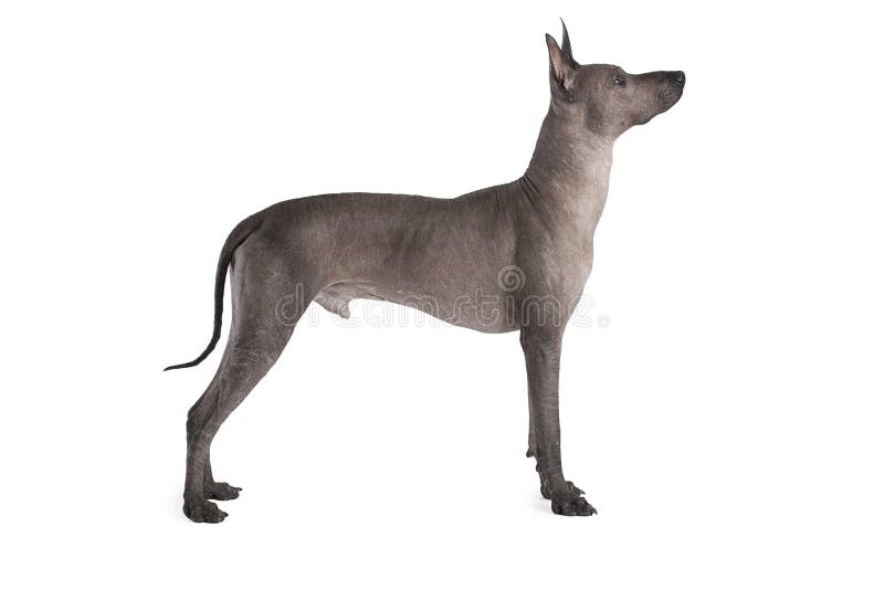 Perro De Xoloitzcuintle Que Se Sienta Contra El Fondo Blanco Imagen de ...