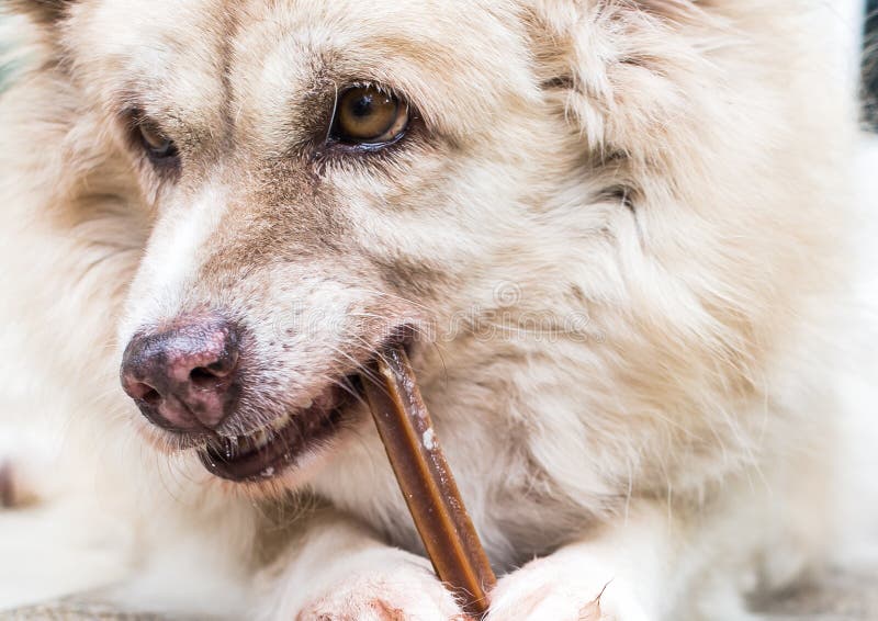 Perro Masticando Un Perro Masticando Foto de archivo - Imagen de comer ...