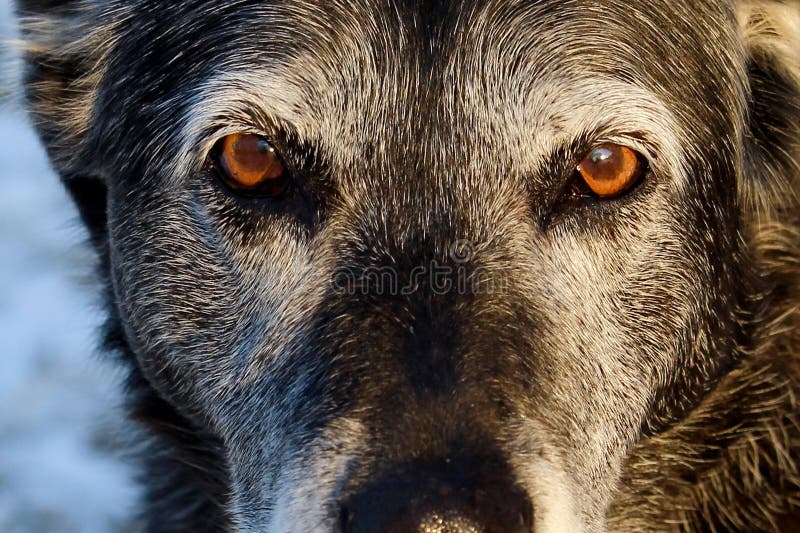 Perro serio imagen de archivo. Imagen de mamífero, marrón - 24142551