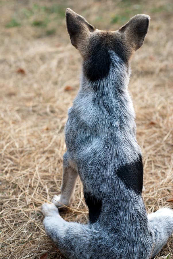 Perro Meditating imagen de archivo. Imagen de travieso - 26474841